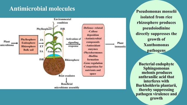 Disease Resistance in plants : Detailed insights on Plant- Pathogen Interaction | PPTX ...