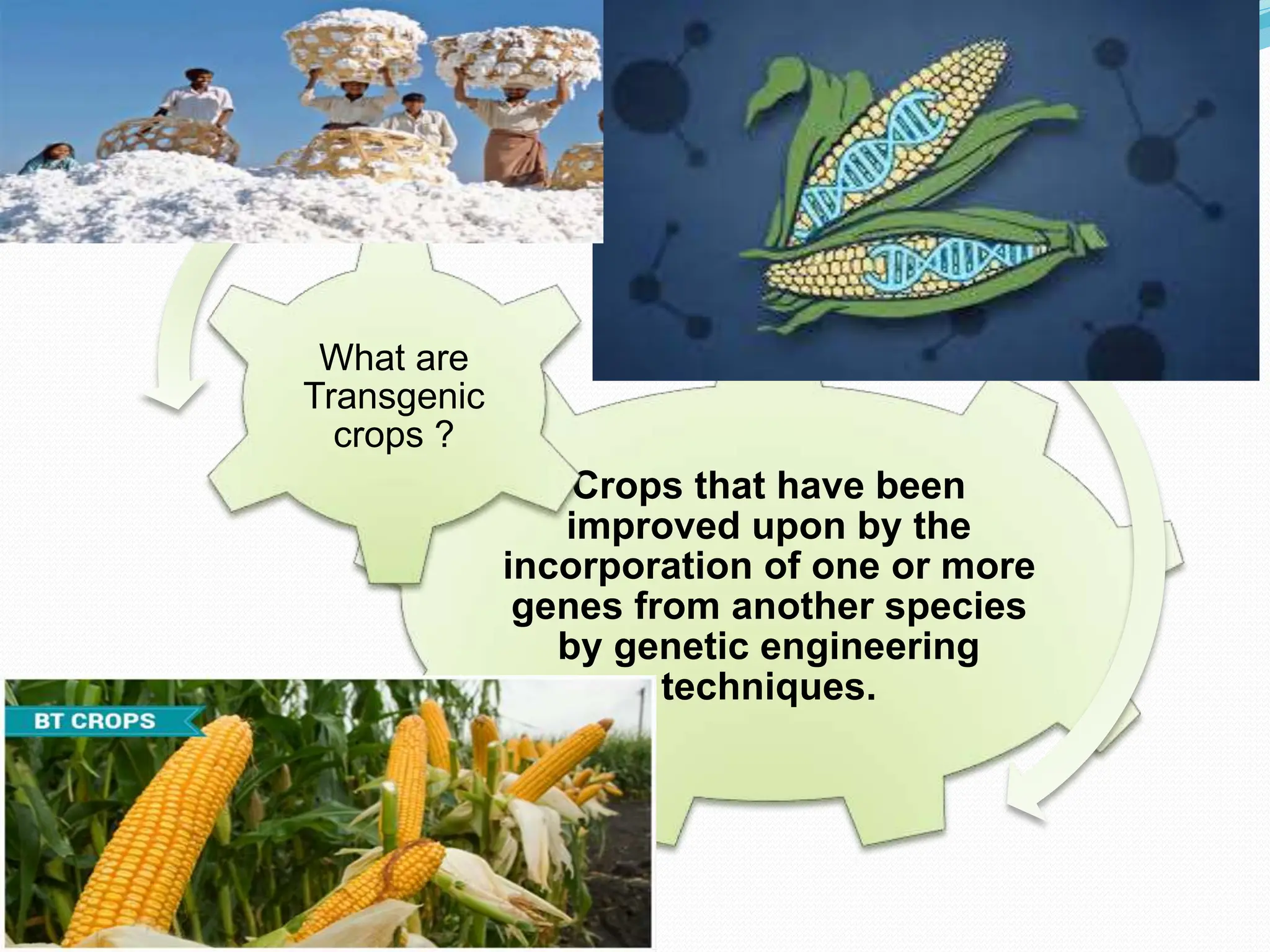 Resistance Management Strategies in transgenic crops.pptx