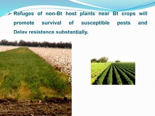 Resistance Management Strategies in transgenic crops.pptx