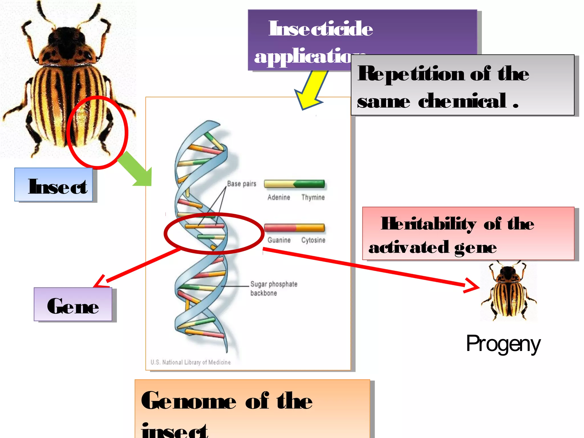 INSECTICIDE RESISTANCE MANAGEMENT STRATEGY-NAIK | PPT