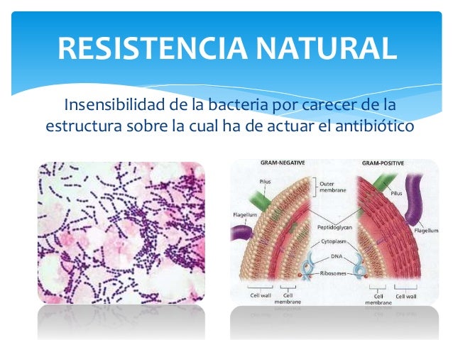 Resistencia bacteriana