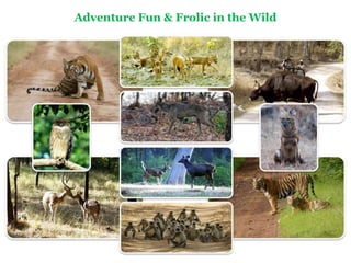 Resorts in pench, Hotels in Pench | PPTX