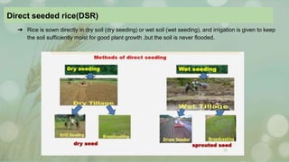 Resource conservation techniques_in_rice_wheat_cropping_system | PPTX