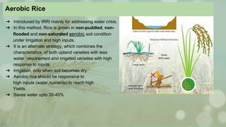 Resource conservation techniques_in_rice_wheat_cropping_system | PPTX