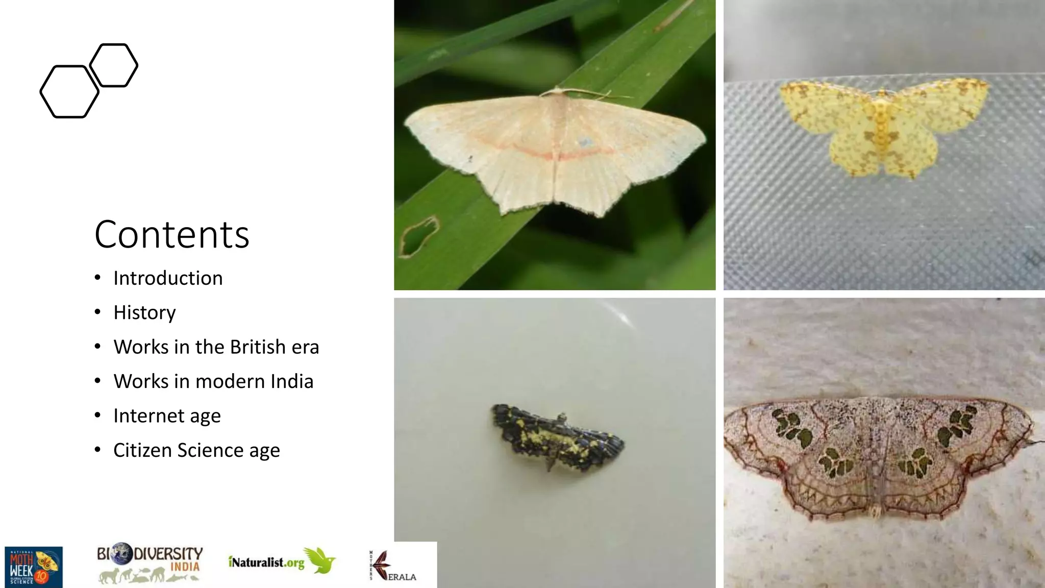 Resources for moth studies | PPTX