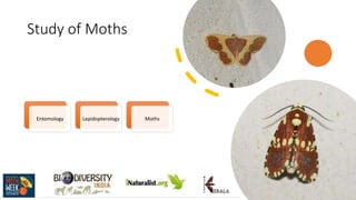 Resources for moth studies | PPTX