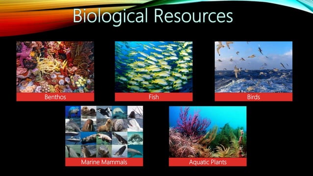 Resources of bay bengal, classification of marine resources | PPT