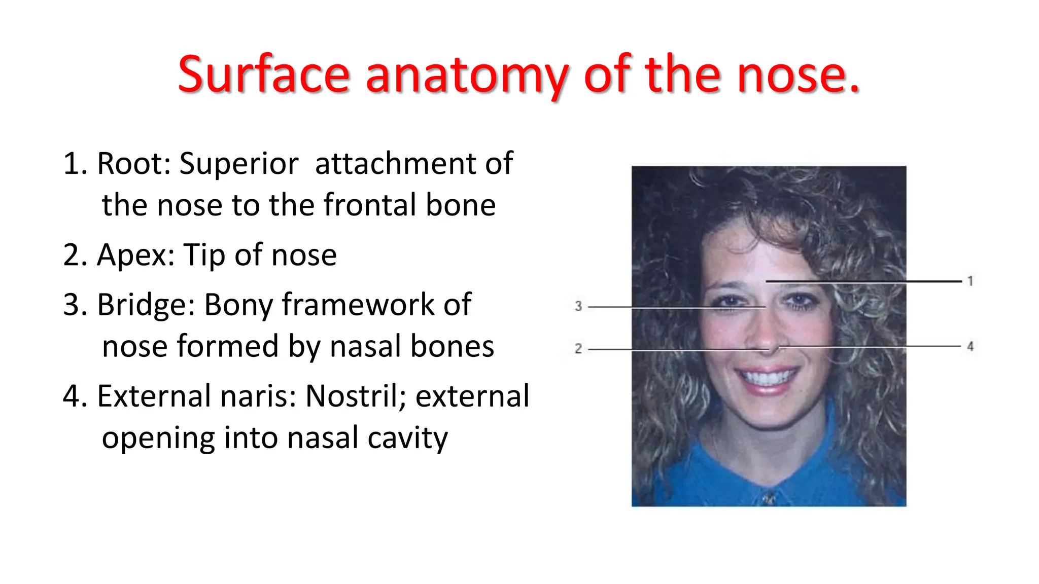 Respiratory .System. . pdf bsc nursing b | PDF