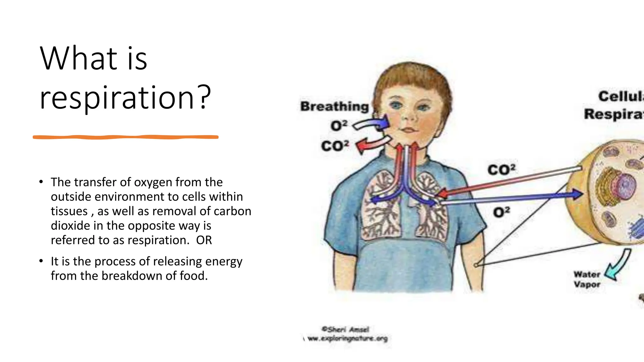 respiration in human beings and also their effects | PPT | Free Download