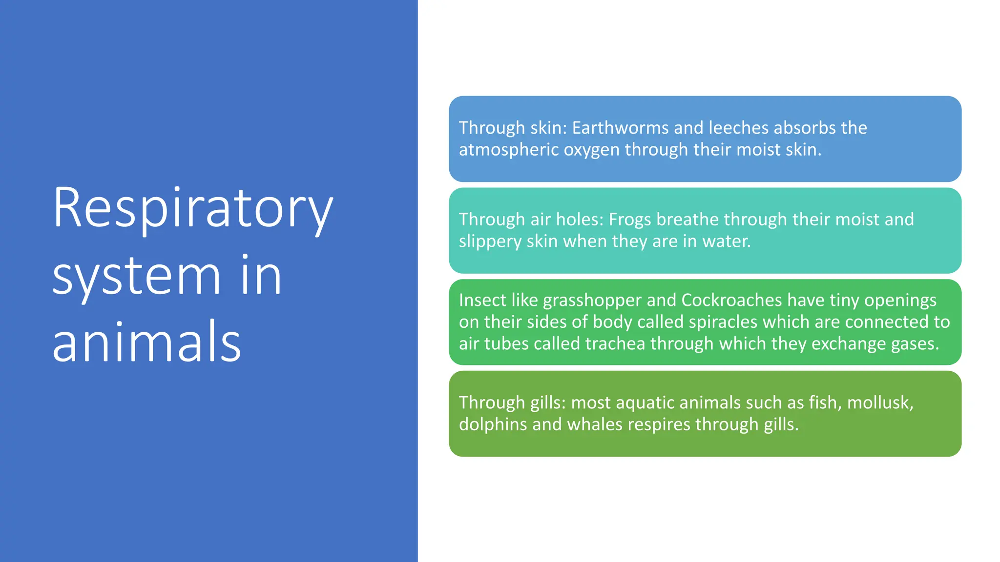 respiration in human beings and also their effects | PPTX
