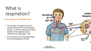 respiration in human beings and also their effects | PPT