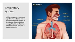 respiration in human beings and also their effects | PPT | Free Download