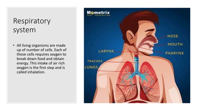 respiration in human beings and also their effects | PPT | Free Download