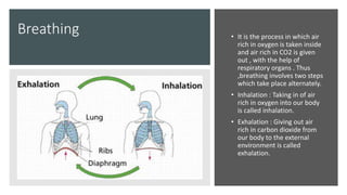 respiration in human beings and also their effects | PPT | Free Download