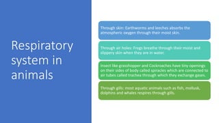 respiration in human beings and also their effects | PPTX