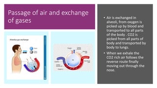 respiration in human beings and also their effects | PPTX