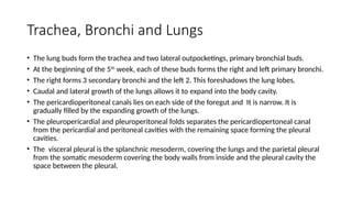 The embryology of the Respiratory System revised.pptx