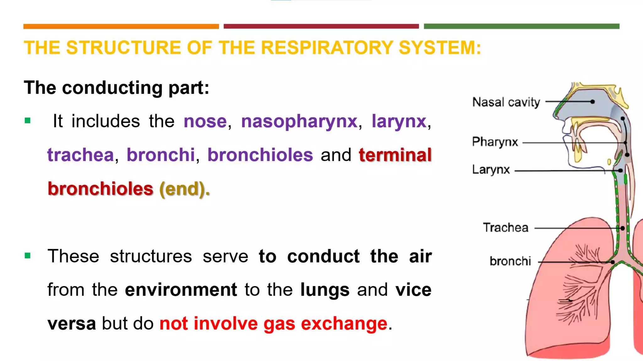 Physiology of Respiratory System: Introduction | PPTX