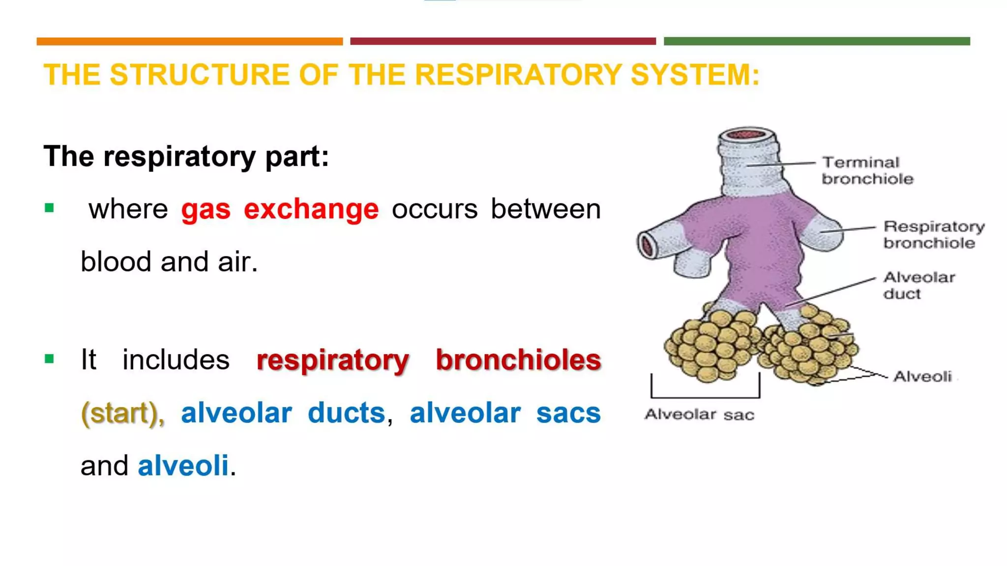 Physiology of Respiratory System: Introduction | PPTX