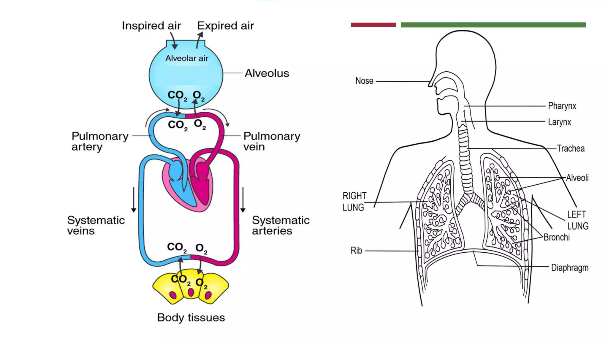 Physiology of Respiratory System: Introduction | PPTX
