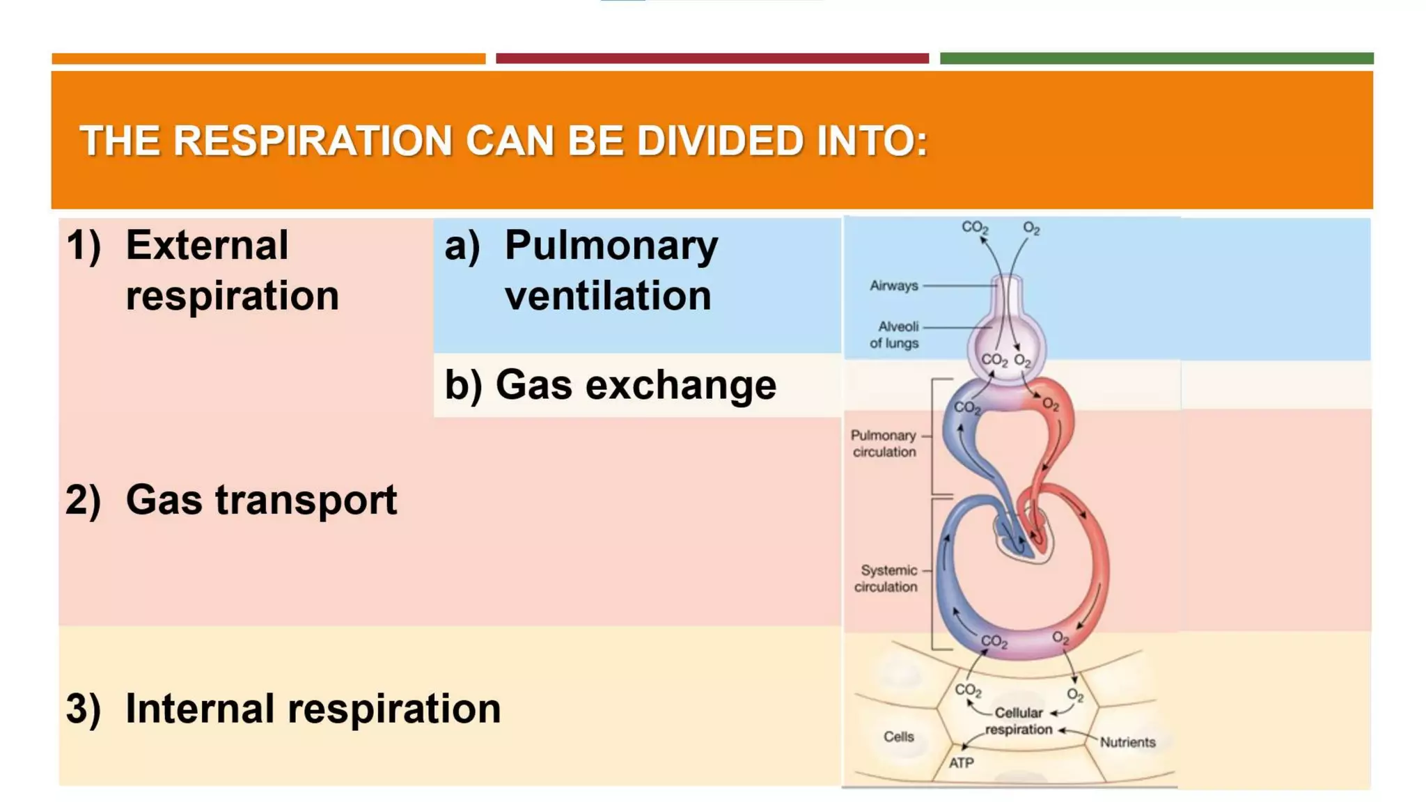 Physiology of Respiratory System: Introduction | PPTX