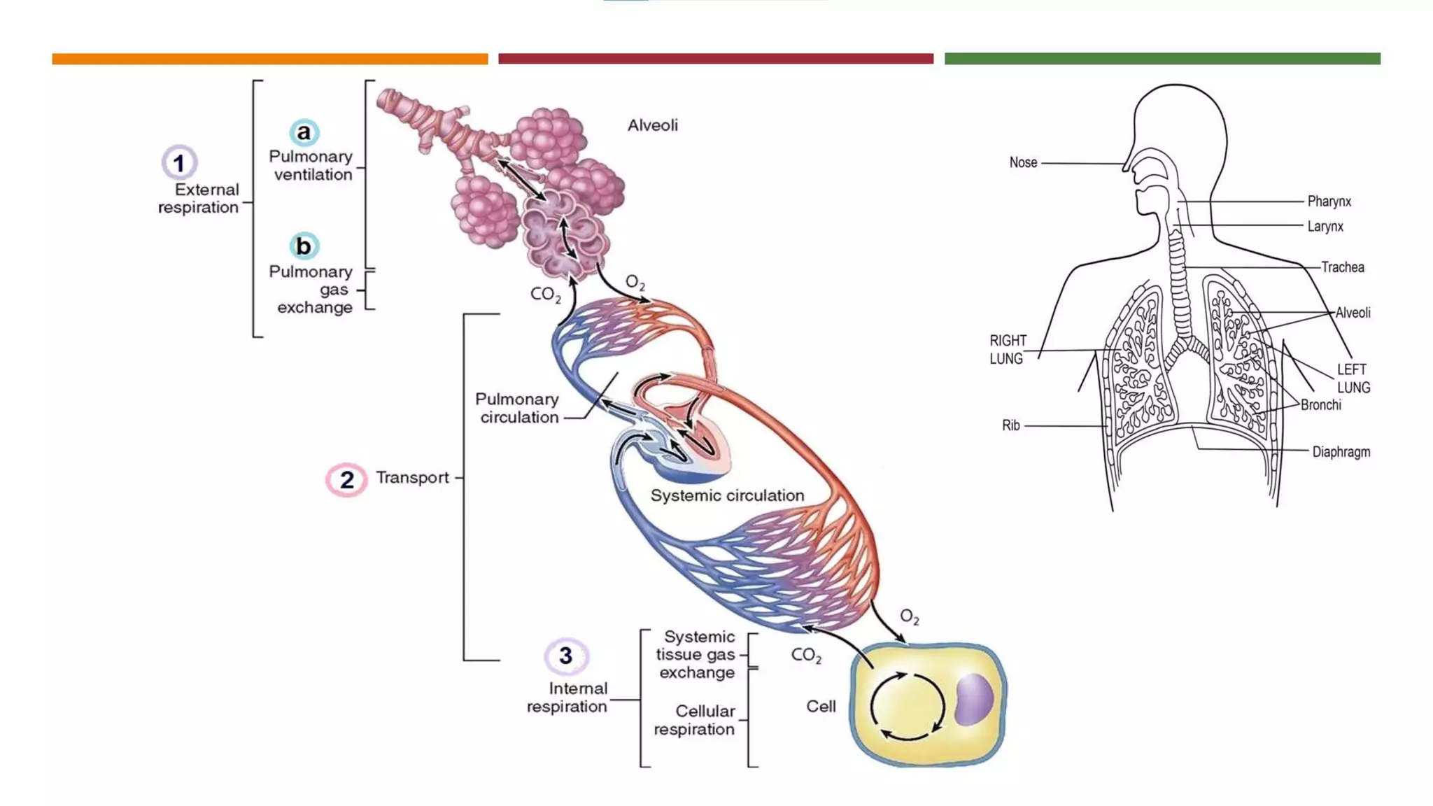 Physiology of Respiratory System: Introduction | PPTX
