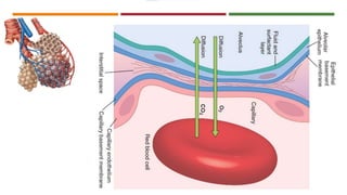Physiology of Respiratory System: Introduction | PPTX