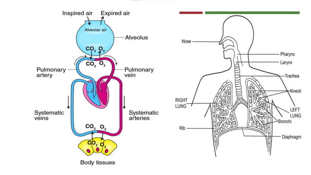 Physiology of Respiratory System: Introduction | PPTX