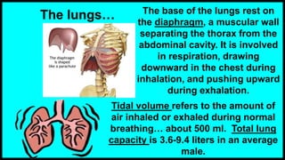 Resp-System.pptx