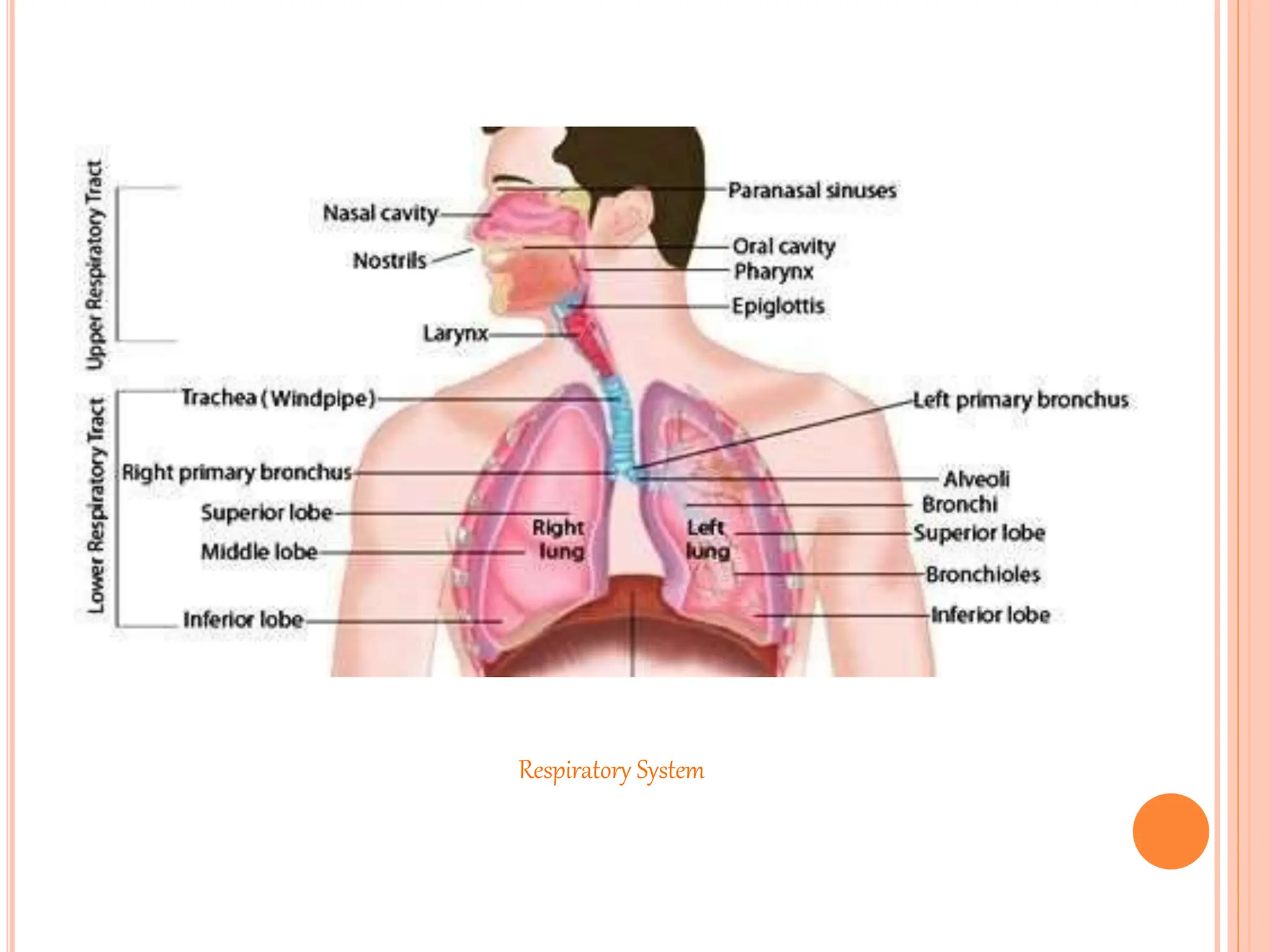 Resp-System.ppt human anatomy and physiology | PPT