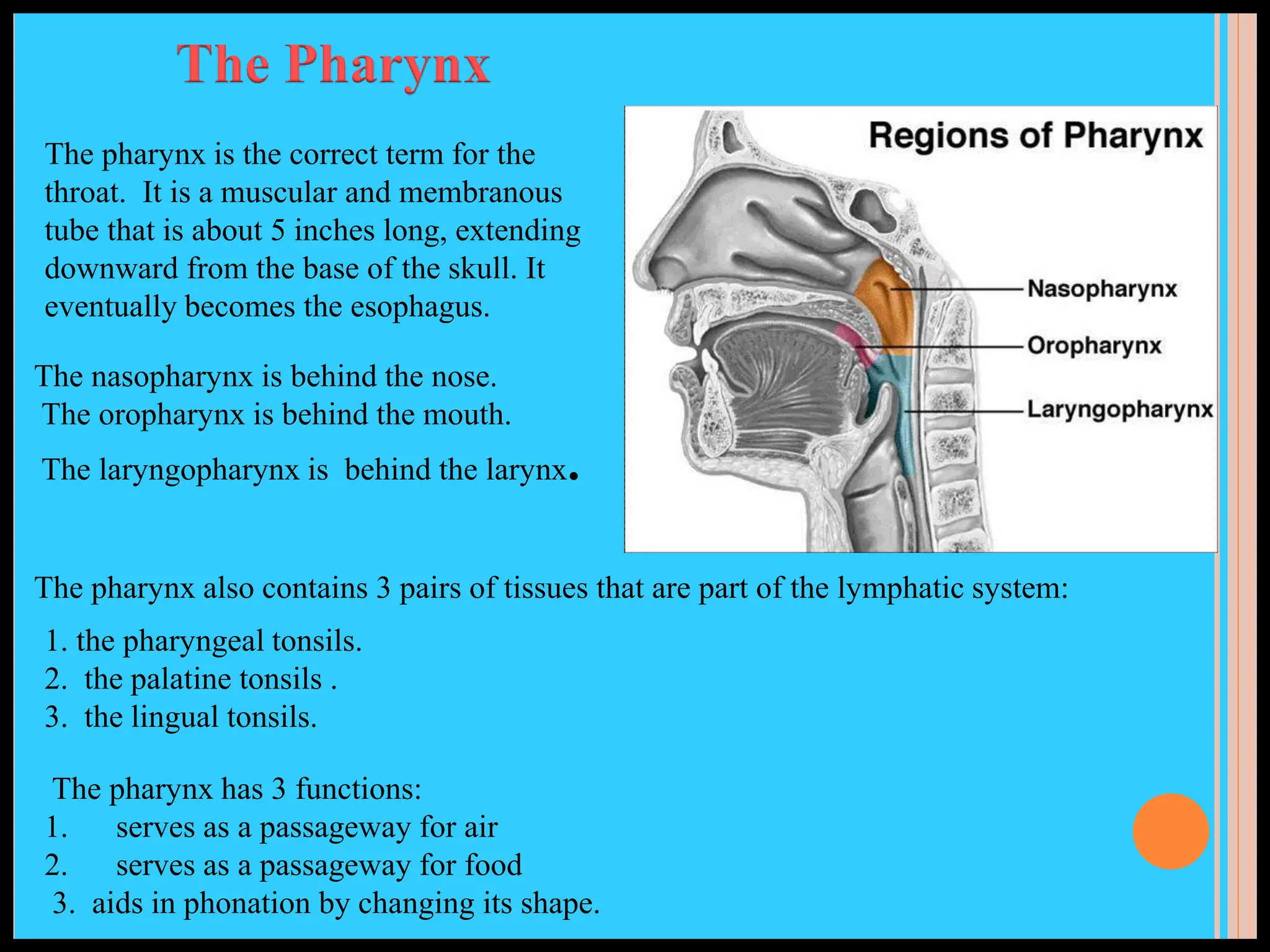 Resp-System.ppt human anatomy and physiology | PPT