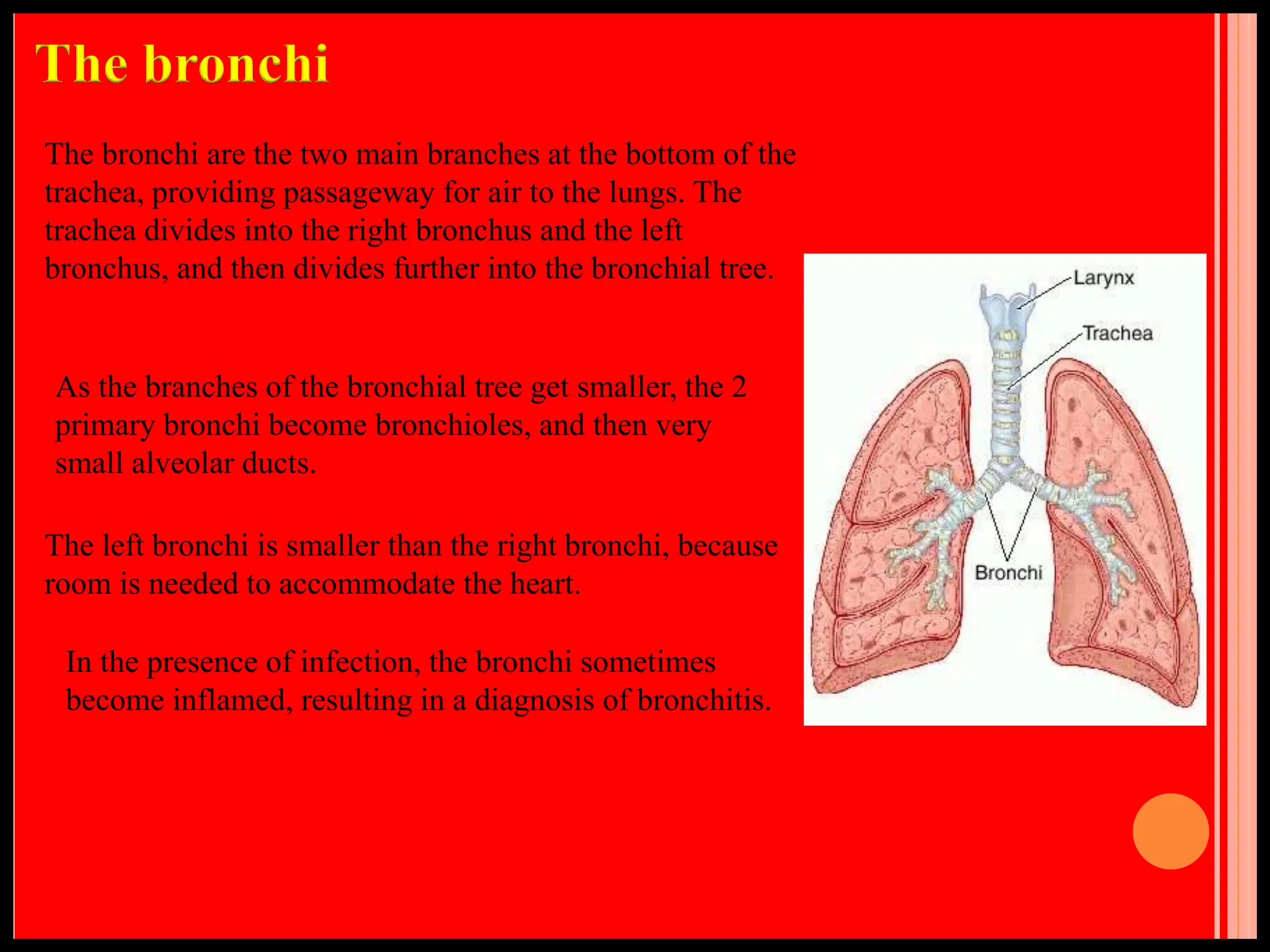 Resp-System.ppt human anatomy and physiology | PPT
