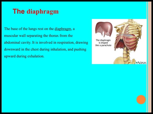 Resp-System.ppt human anatomy and physiology | PPT | Ear, Nose and ...