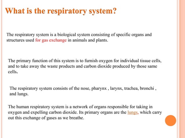 Resp-System.ppt human anatomy and physiology | PPT | Ear, Nose and ...