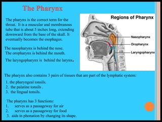Resp-System.ppt human anatomy and physiology | PPT