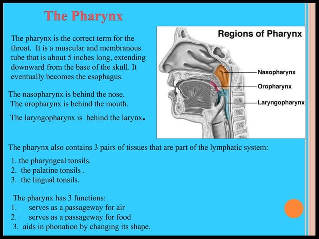 Resp-System.ppt human anatomy and physiology | PPT | Ear, Nose and ...