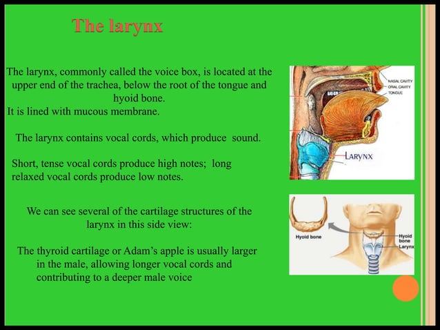 Resp-System.ppt human anatomy and physiology | PPT | Ear, Nose and ...