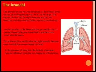Resp-System.ppt human anatomy and physiology | PPT