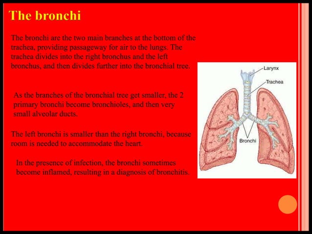 Resp-System.ppt human anatomy and physiology | PPT | Ear, Nose and ...