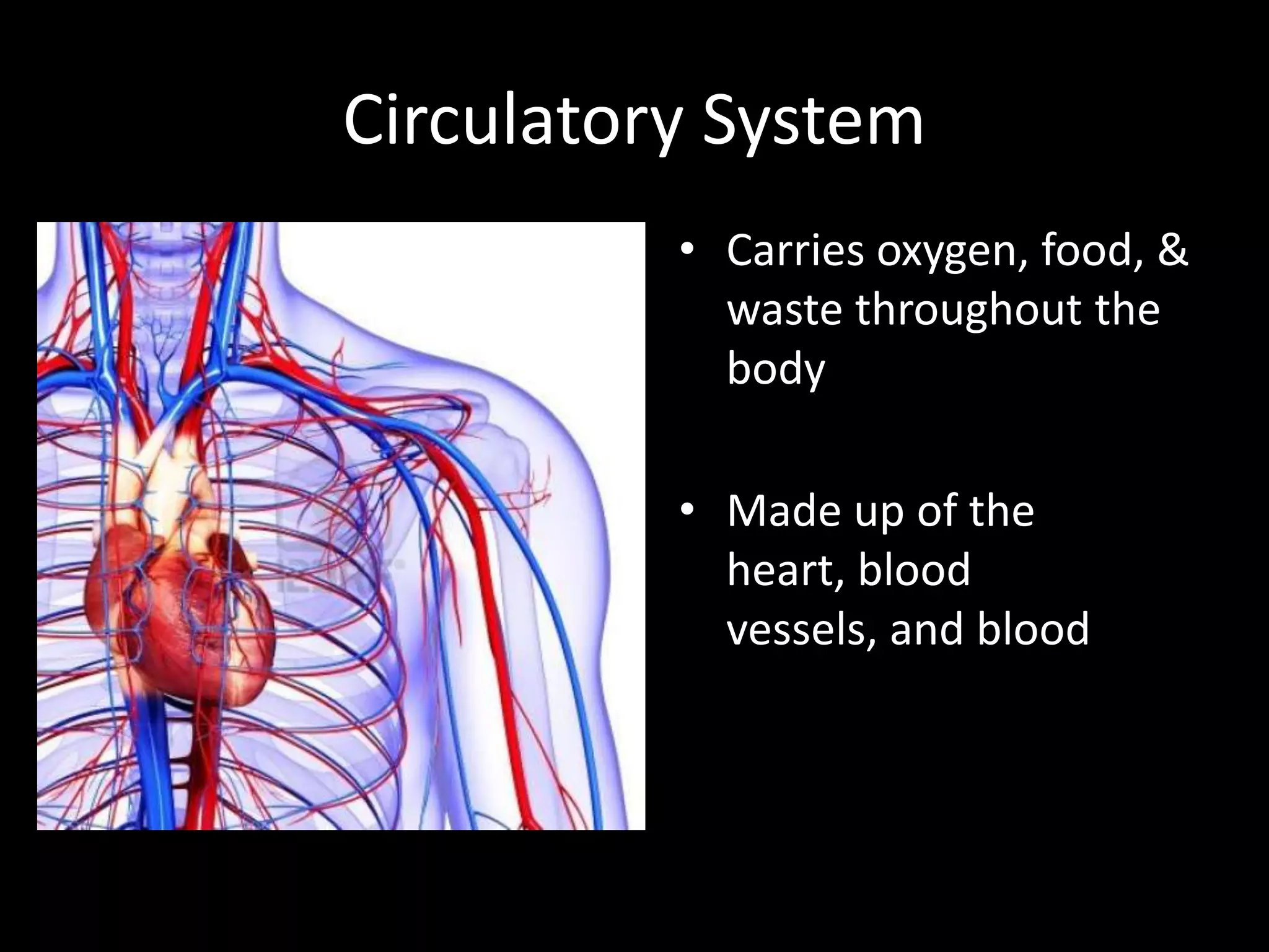 Respiratory and Circulatory Systems | PPTX
