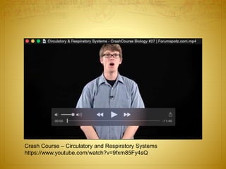 Respiratory and Circulatory Systems | PPTX | Heart and Cardiovascular ...