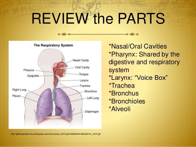 Respiratory and Circulatory Systems