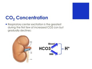 Regulation of Respiration | PPTX