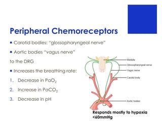 Regulation of Respiration | PPTX