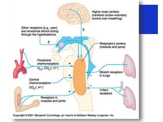 Regulation of Respiration | PPTX