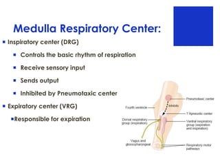 Regulation of Respiration | PPTX