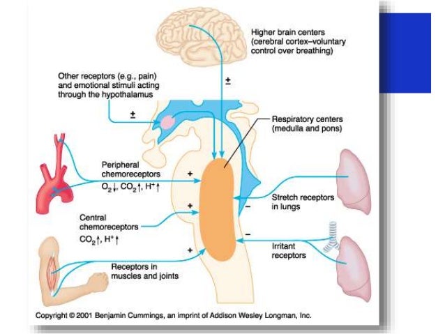 Regulation of Respiration
