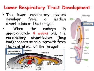 RESPIRATORY EMBRYOLOGY FOR MEDICAL STUDENTS | PPTX