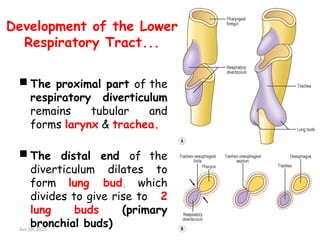 RESPIRATORY EMBRYOLOGY FOR MEDICAL STUDENTS | PPTX
