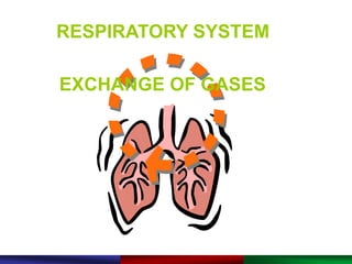 Respiratory system | PPT